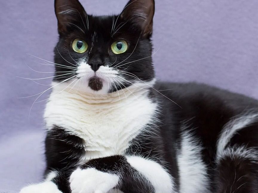 Черно-белая Масочка из приюта