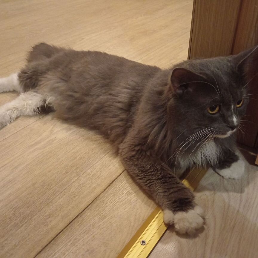 Найдена кошка