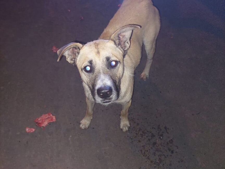 Собака ищет семью