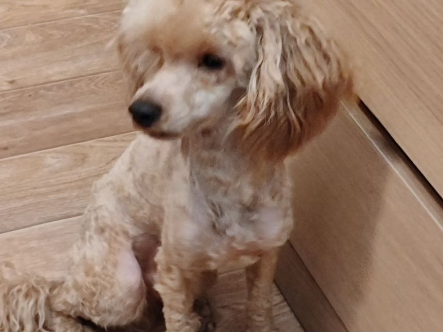 Пудель абрикос 11 месяцев