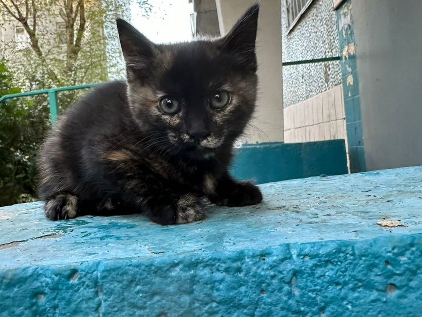 Кошка в дар
