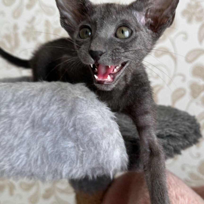 Ориентальные котята