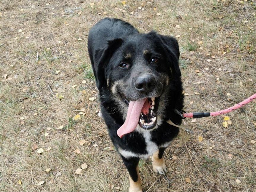 Большая собака ищет дом