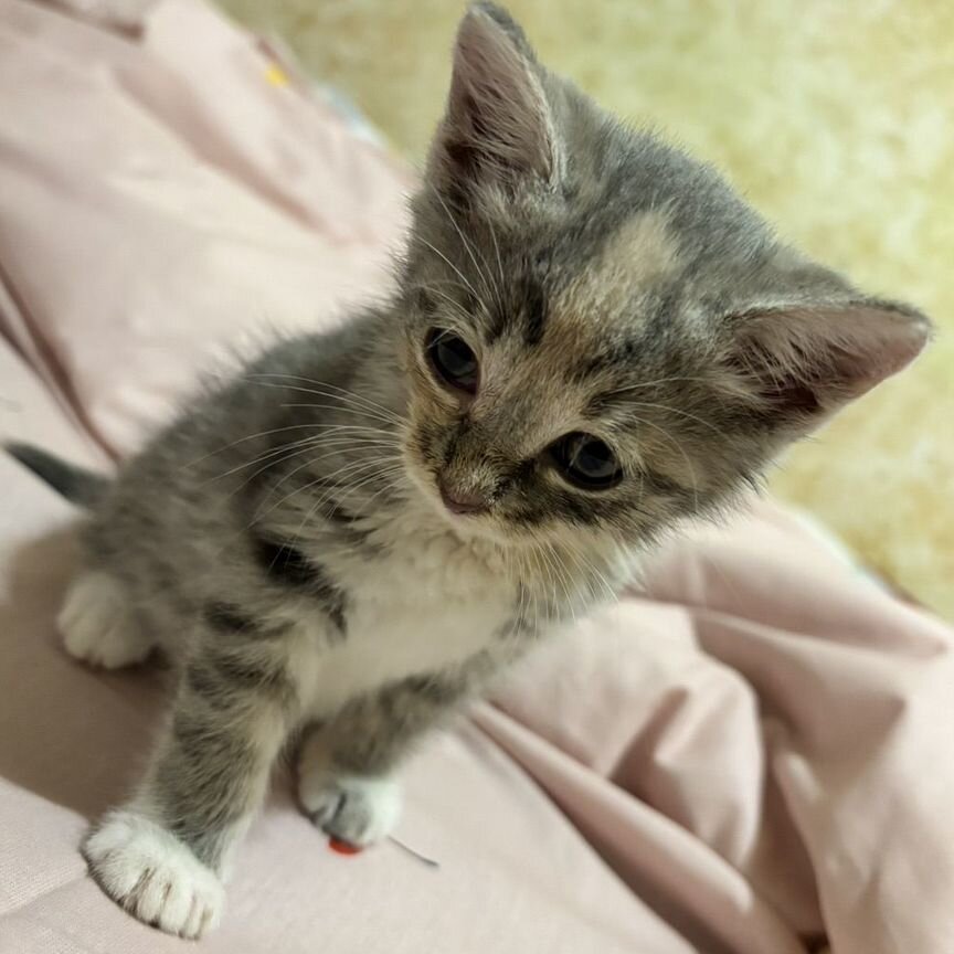 Отдам котенка