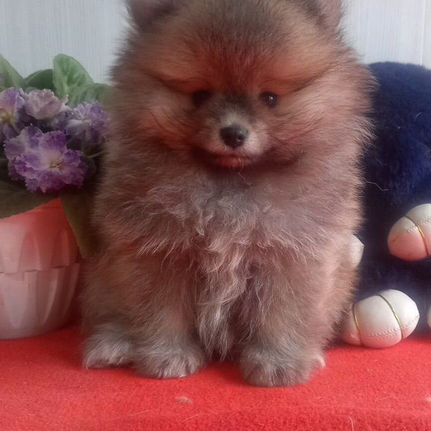 Мальчик одуванчик