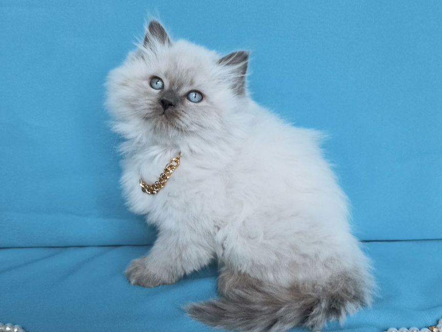 Котик невский маскарадный