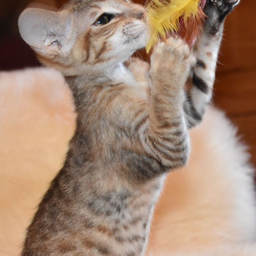 Ориентальная девочка с документами