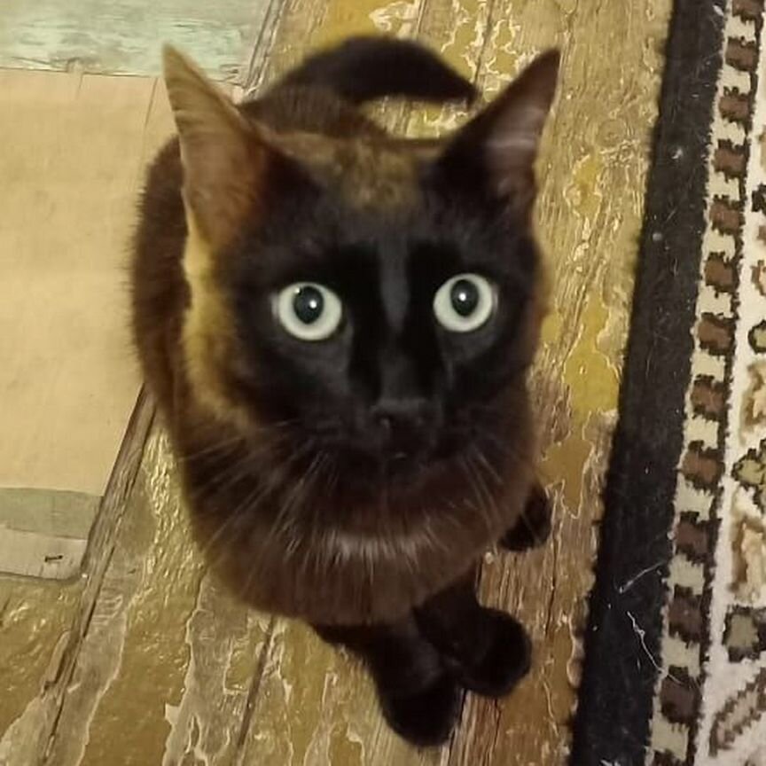 Молодой котик