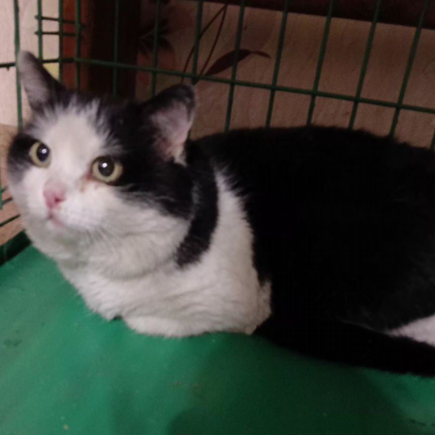 Котик в добрые руки