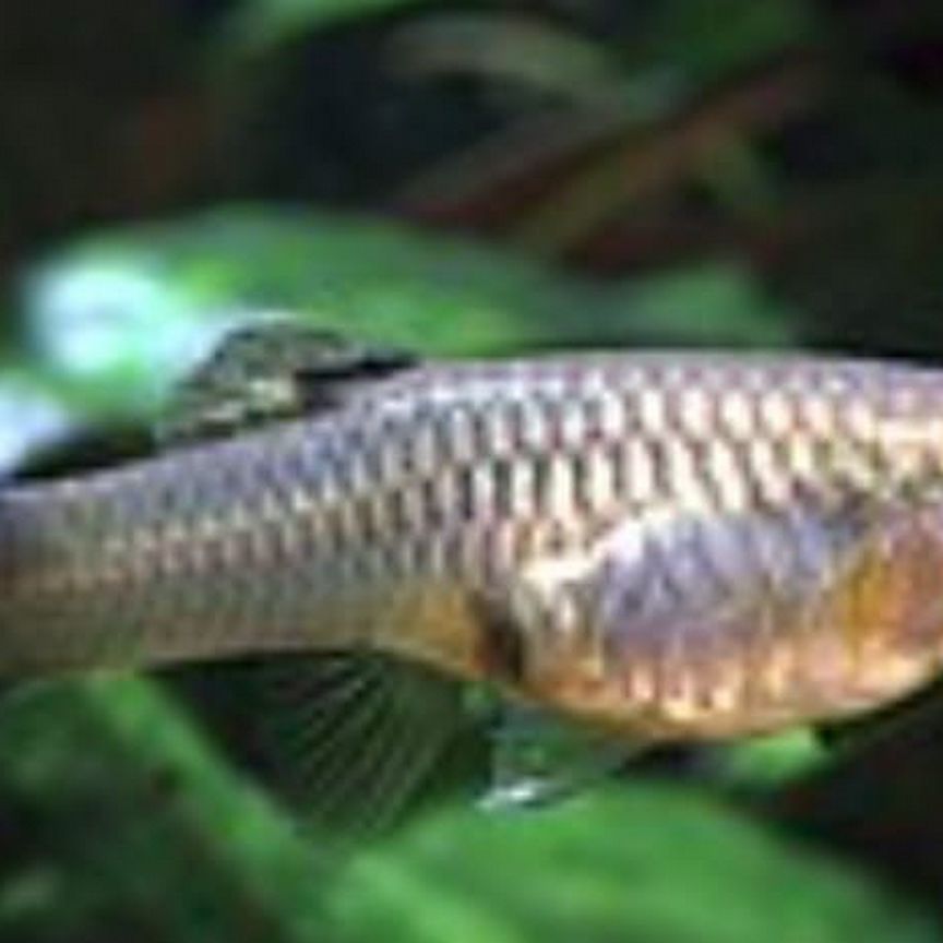 Рыбки гуппи