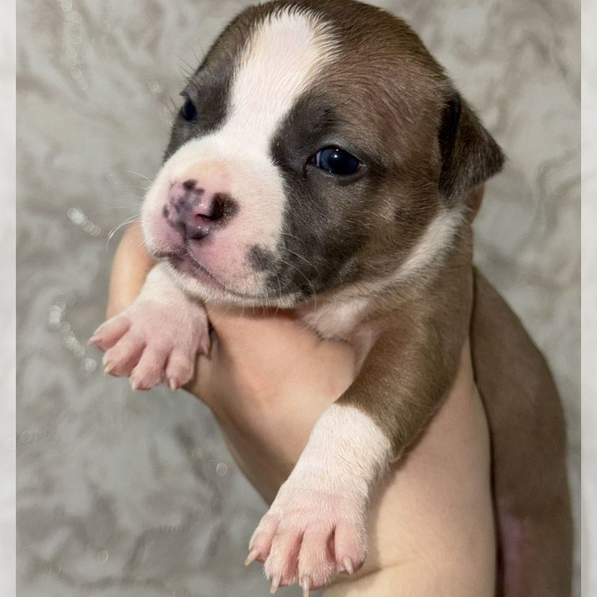 Американский стаффордширский терьер, щенок