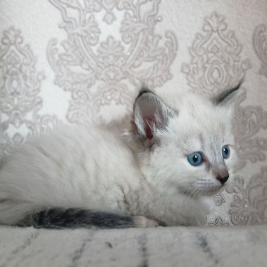 Невская маскарадная