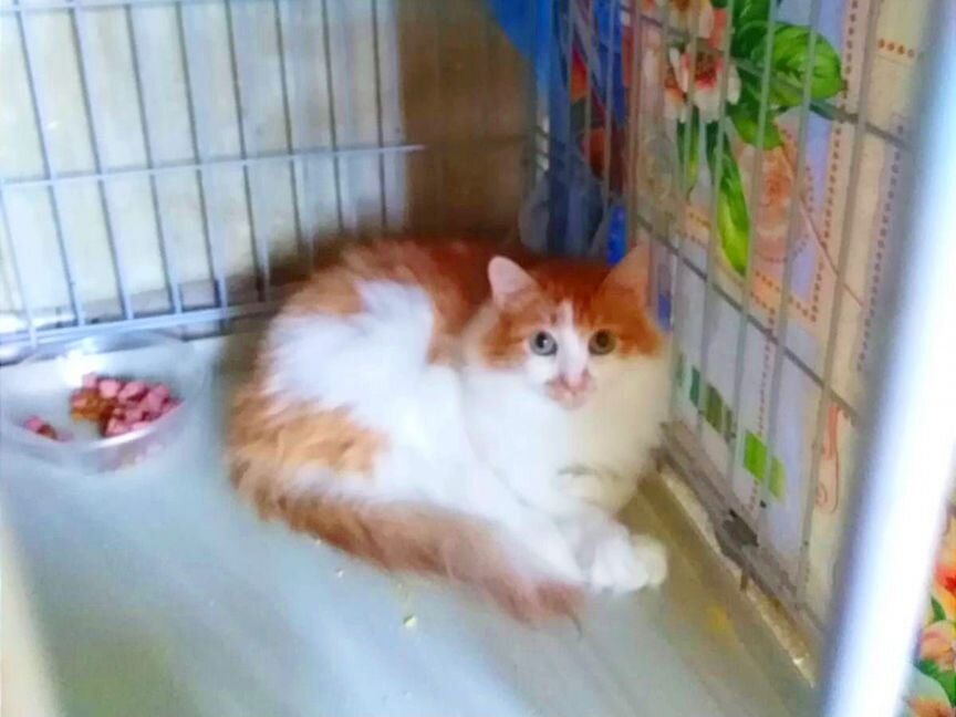 Рыже белая кошечка грустит в клетке