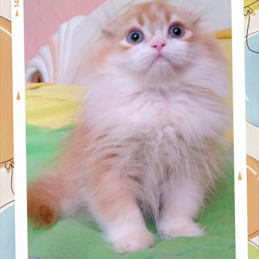 Шотландские котята