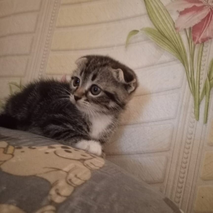Шотландский вислоухий короткошёрстный котёнок