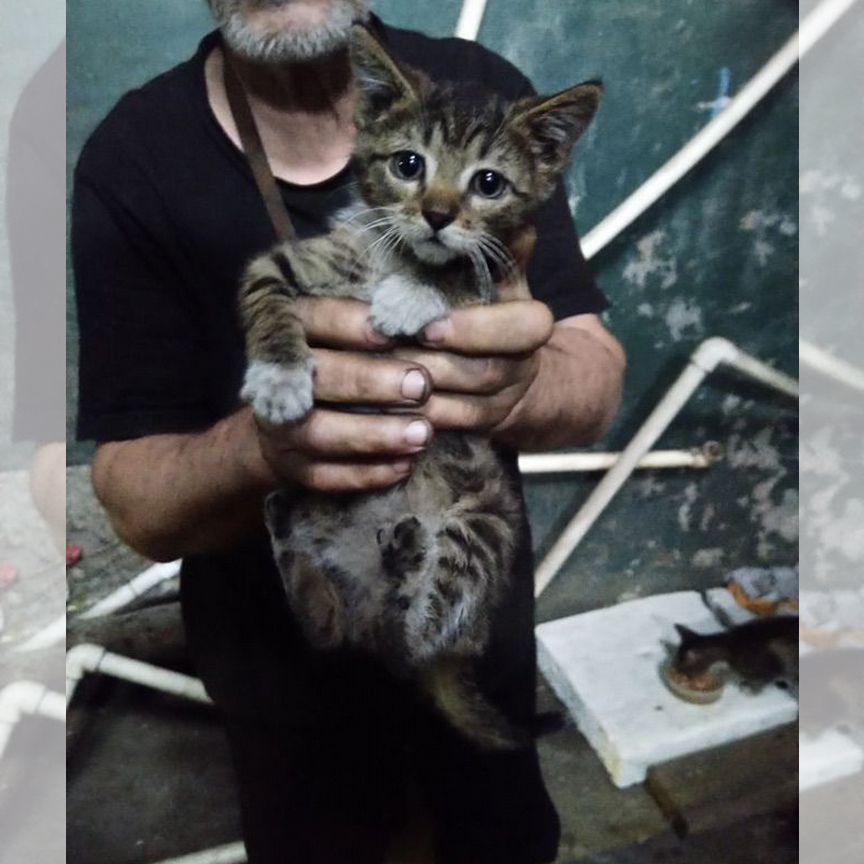 Котёнок в добрые руки
