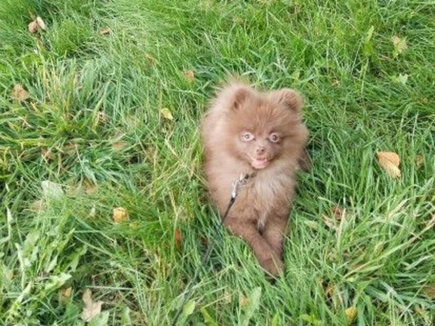 Шпиц шоколадный девочка