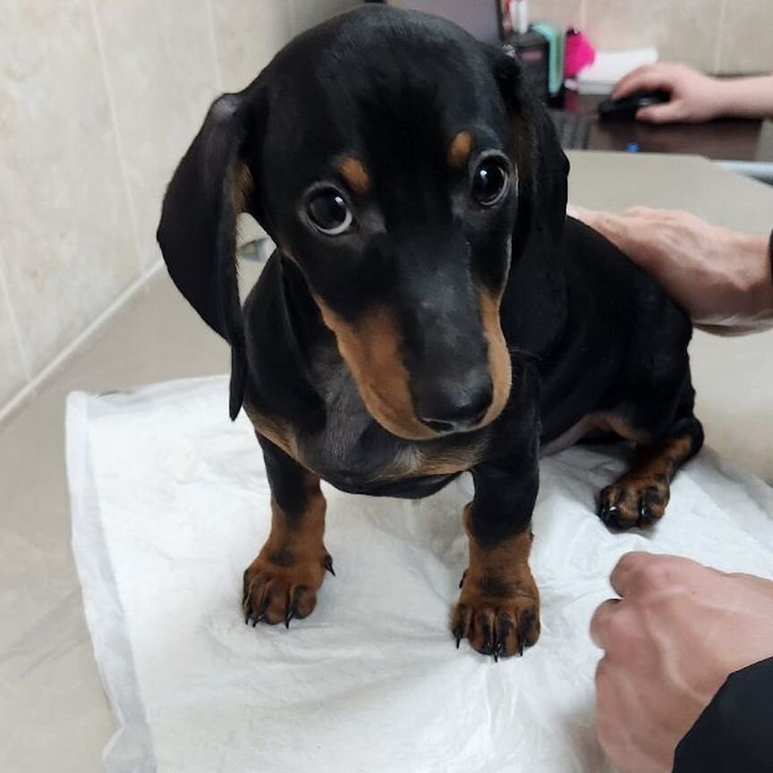 Такса, щенок