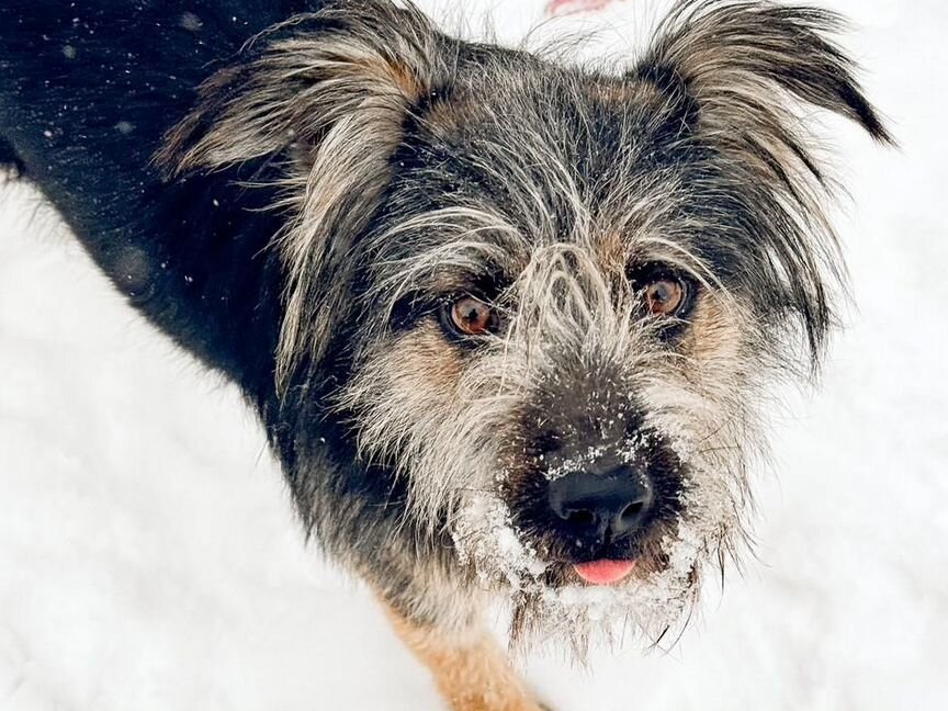 Классный добрый пёс ищет дом