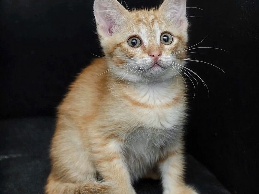 Лёва (2 мес.) чье-то рыженькое счастье ждет вас