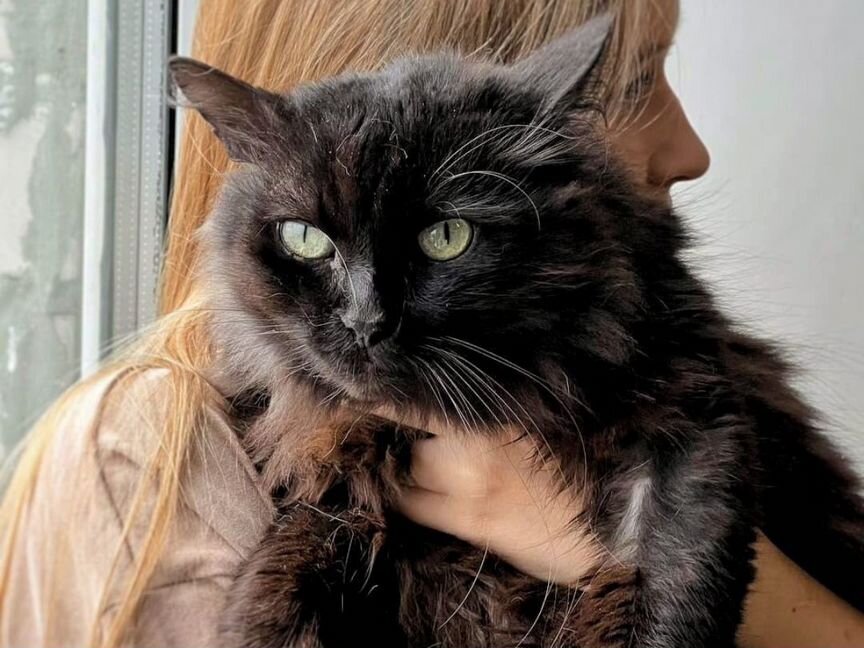 Котик Изюм в добрые руки