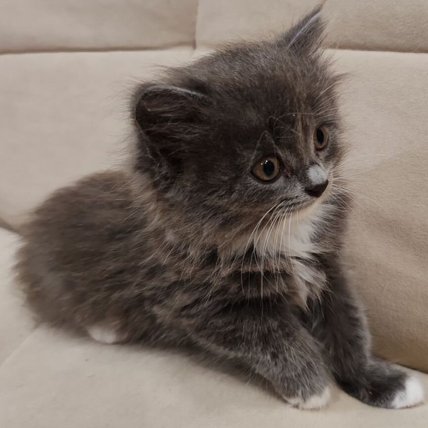 Котенок девочка