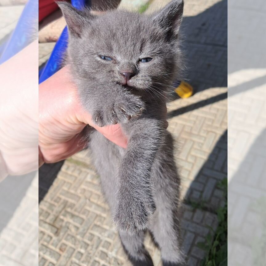 Отдам котят девочки