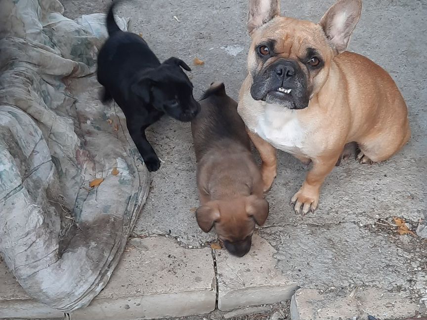 Щенки дворняжки бесплатно