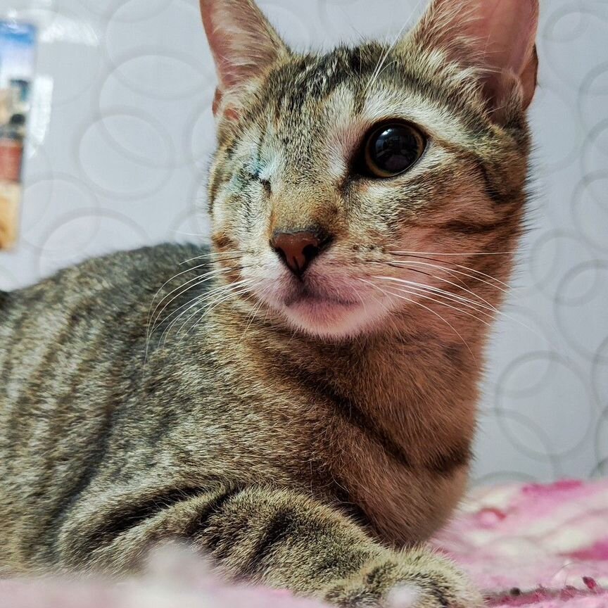 Одноглазый котёнок Киви