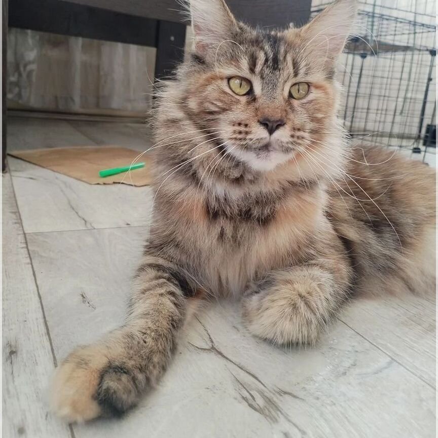 Мейн-кун котёнок