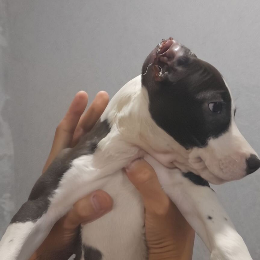 Американский стаффордширский терьер, щенок