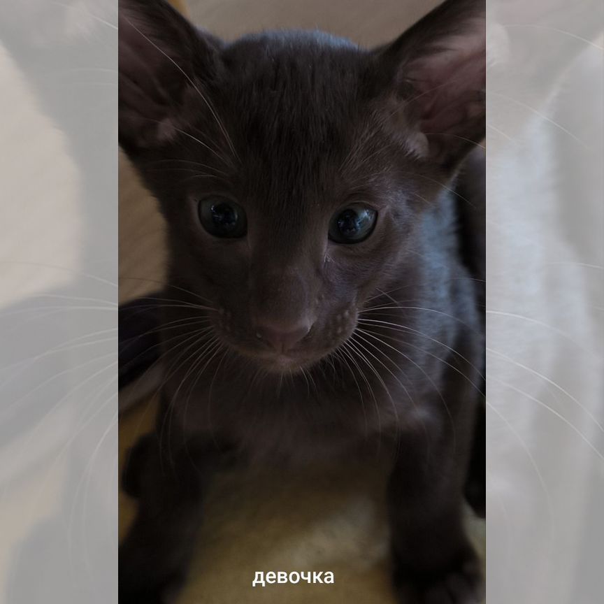 Ориентальные котята с документами