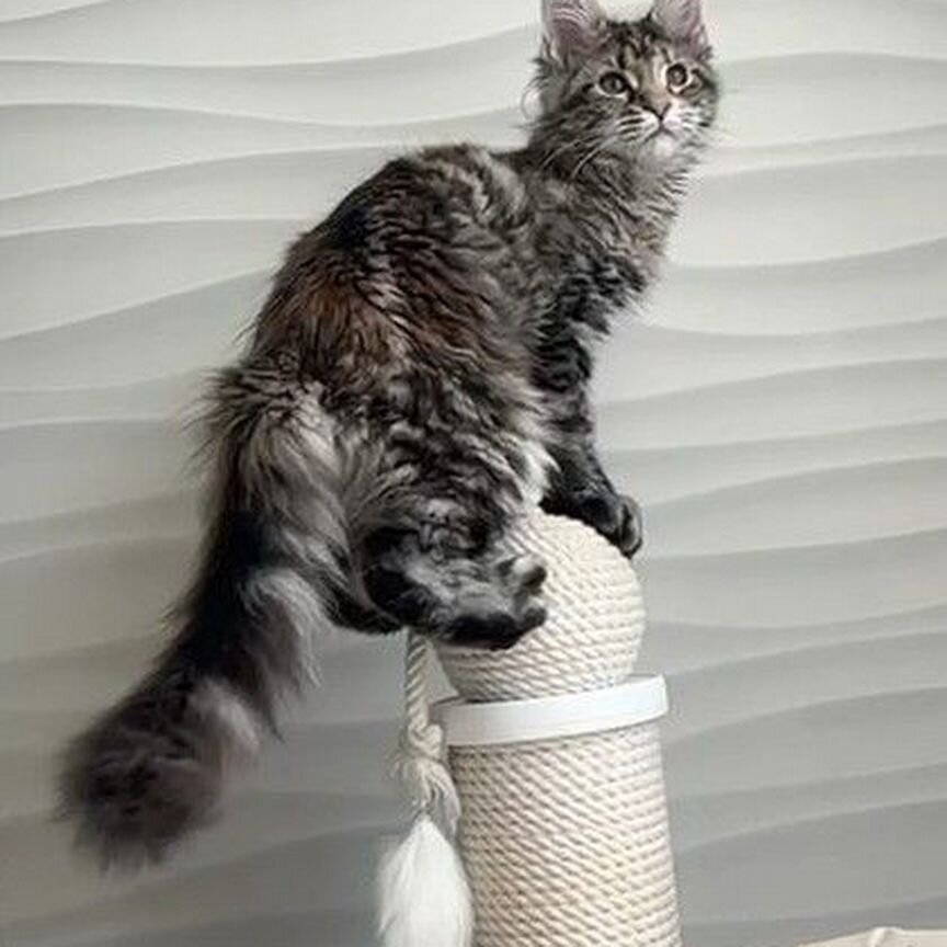 Котята мейн-кун