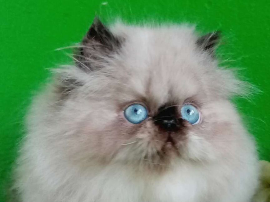 Персидская кошечка