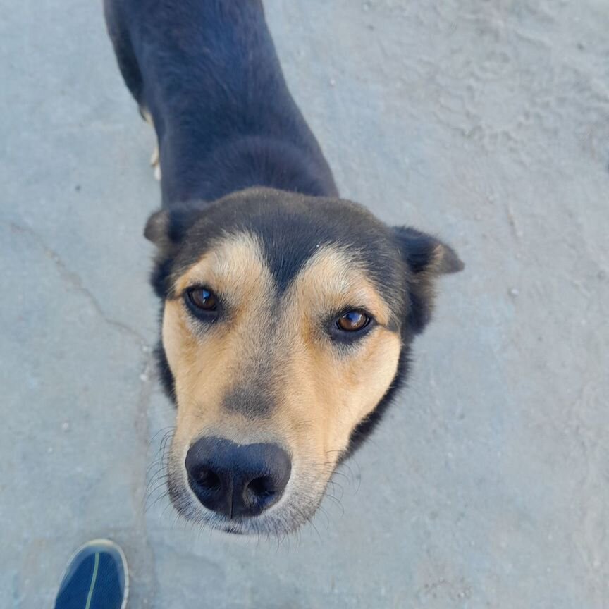 Собака в добрые руки отдам бесплатно