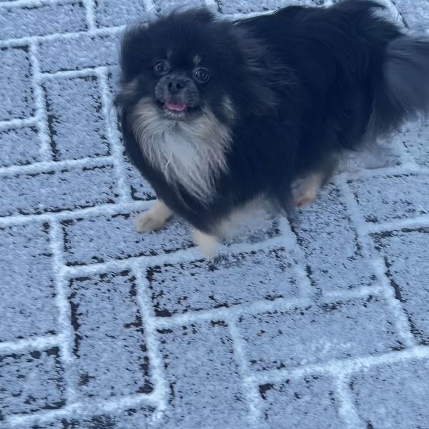 Померанский шпиц, взрослая собака