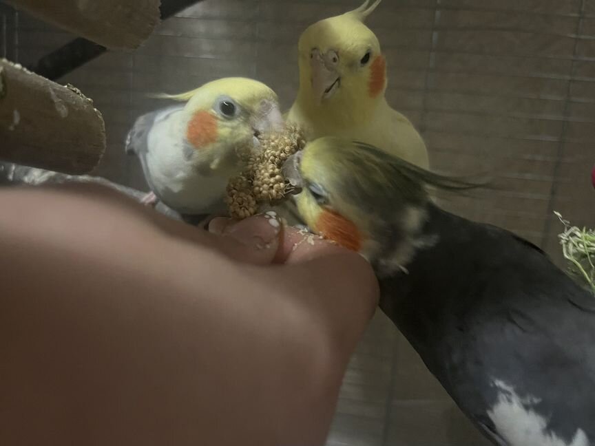 Продам две пары корелл