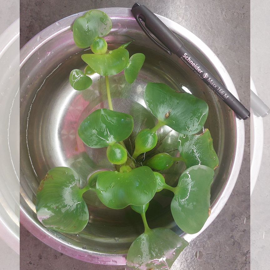 Водный гиацинт (эйхорния)