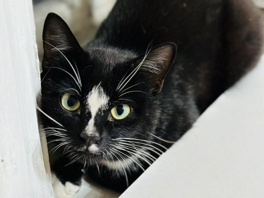 Кастрированный котик в добрые руки