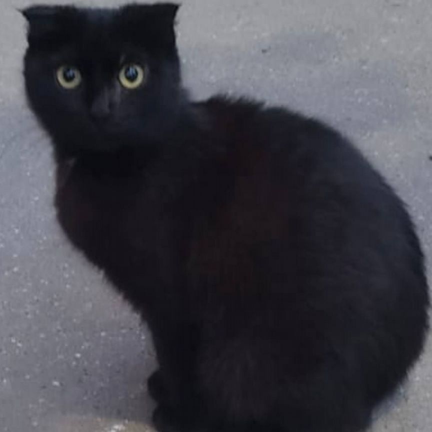 Кошка вслоухая