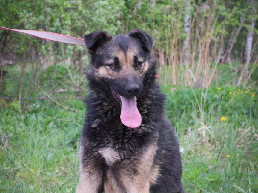 Джеймс, кобель 2 года ищет дом