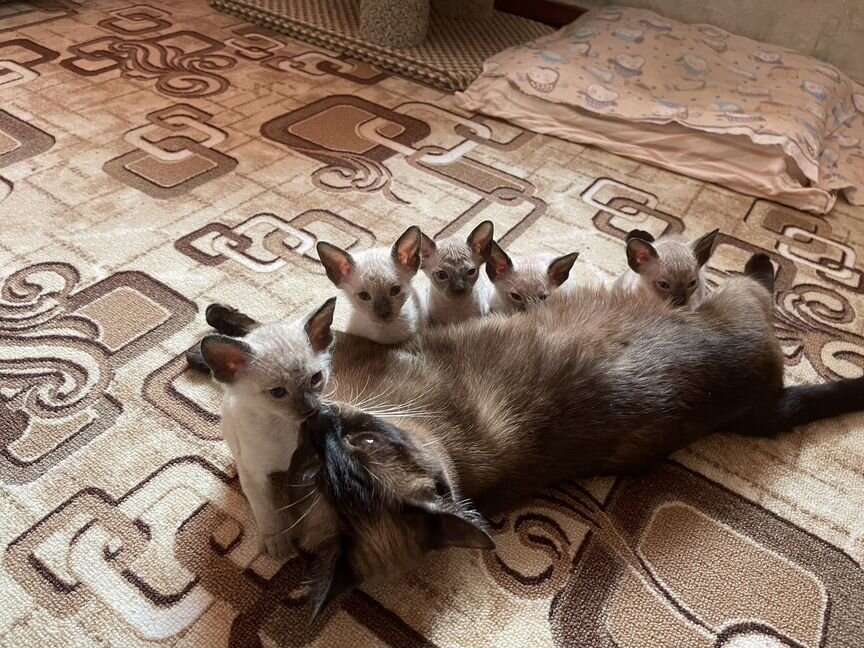 Сиамские котята