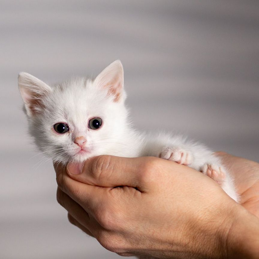 Котята