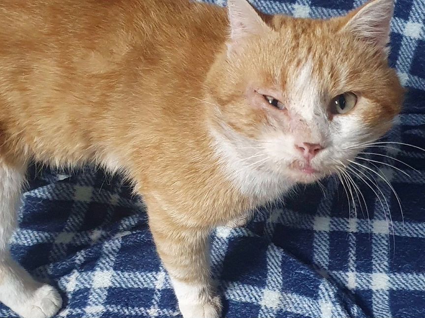 Котик ищет дом