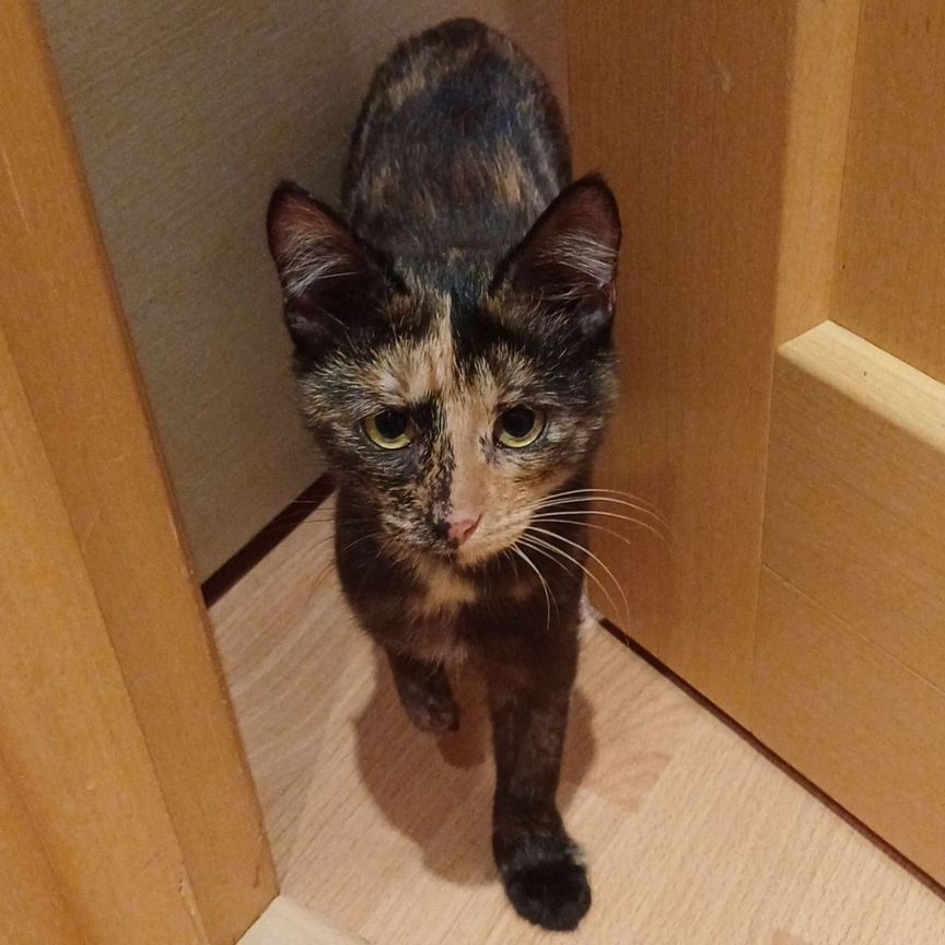 Котёнок Лапка 6 мес в самые добрые руки