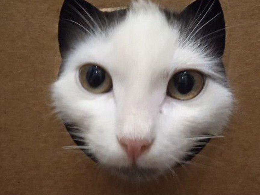 Нежнейшая малышка, котёнок ищет дом