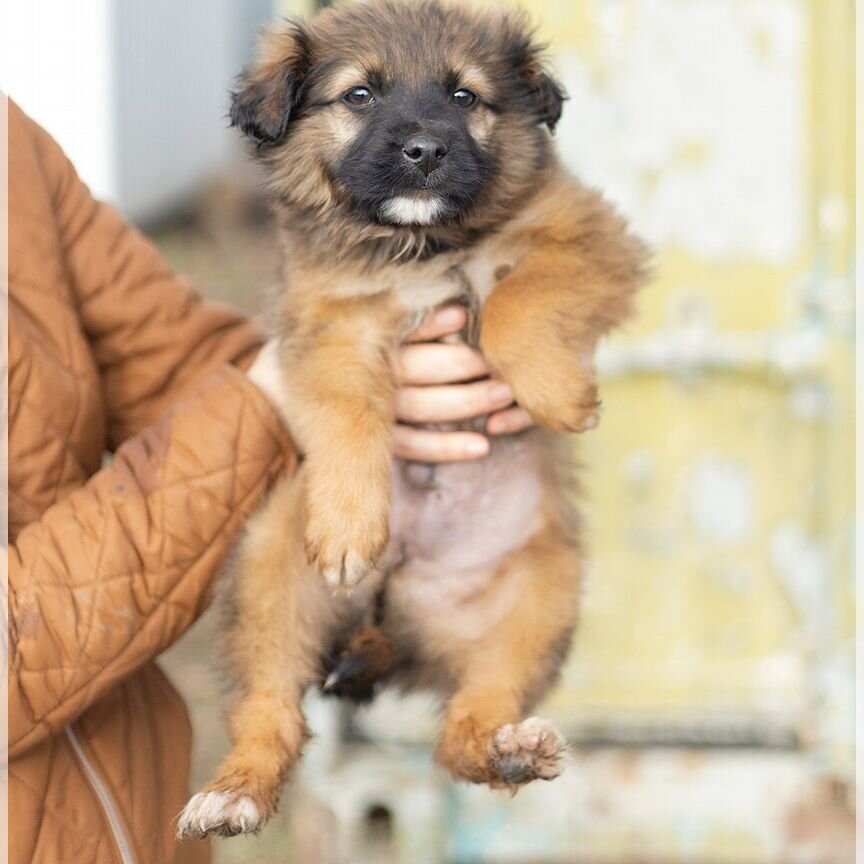 Щенок в добрые руки