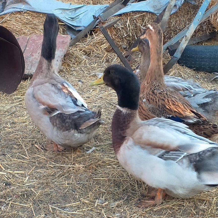 Руанская утка