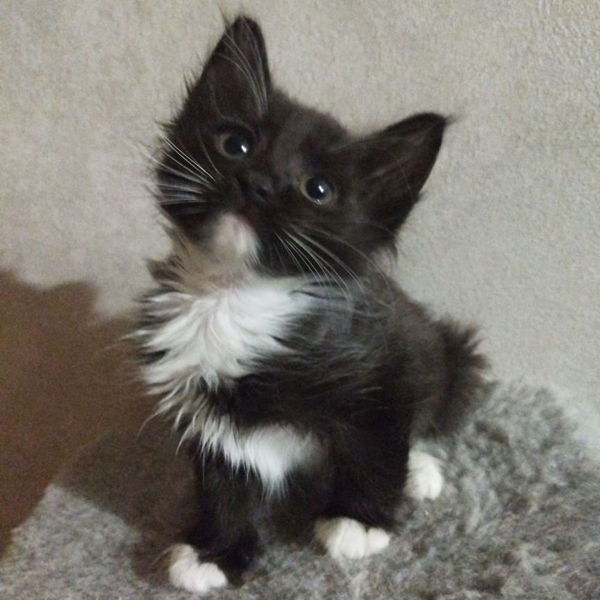 Отдам котенка в добрые руки