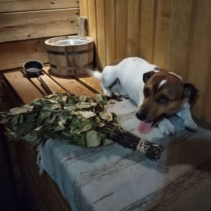 Джек-рассел-терьер, взрослая собака